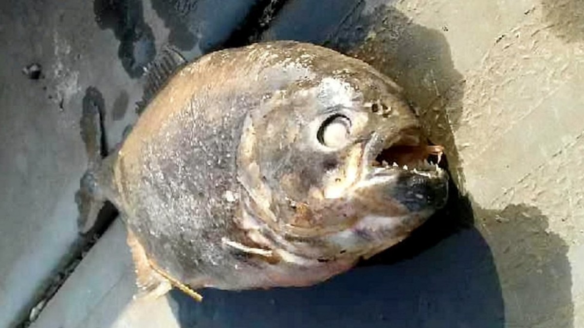 O mistério das 'piranhas impossíveis' encontradas em lago na Inglaterra ...