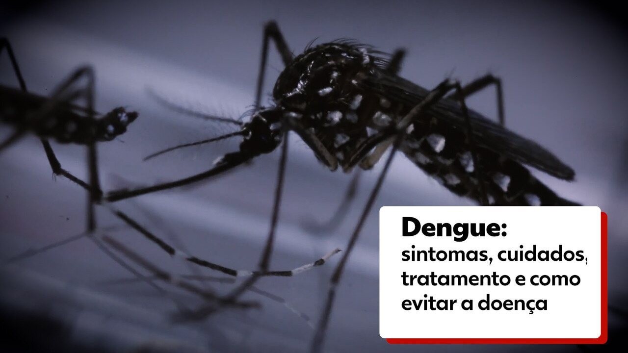 Dengue: saiba como evitar, quais os sintomas, cuidados e tratamento | G1