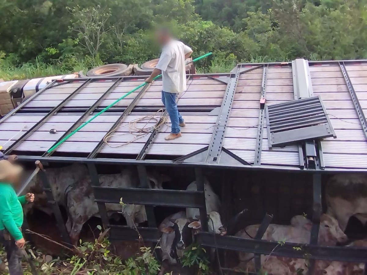 Bois morrem após motorista se distrair com goteira em cabine e carreta tombar, diz polícia ...