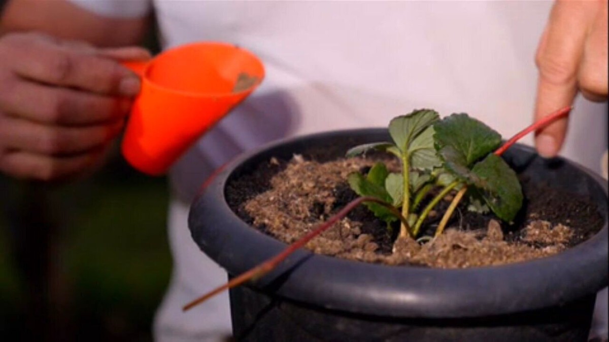 Veja como cultivar morangos em vasos | Globo Rural | G1