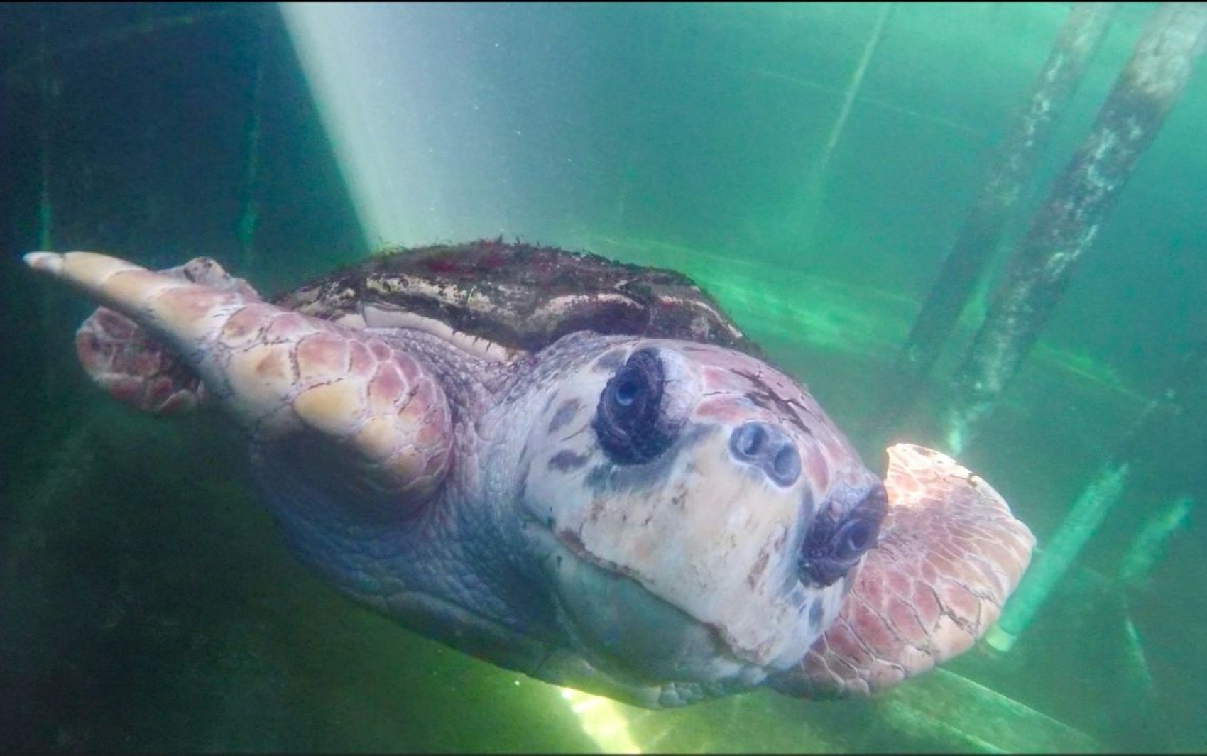 Animal viveu décadas em aquário de água doce e precisou reaprender a caçar