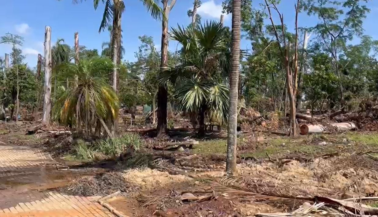 Campinas inicia demolição de 181 árvores e Lagoa do Taquaral tem ...