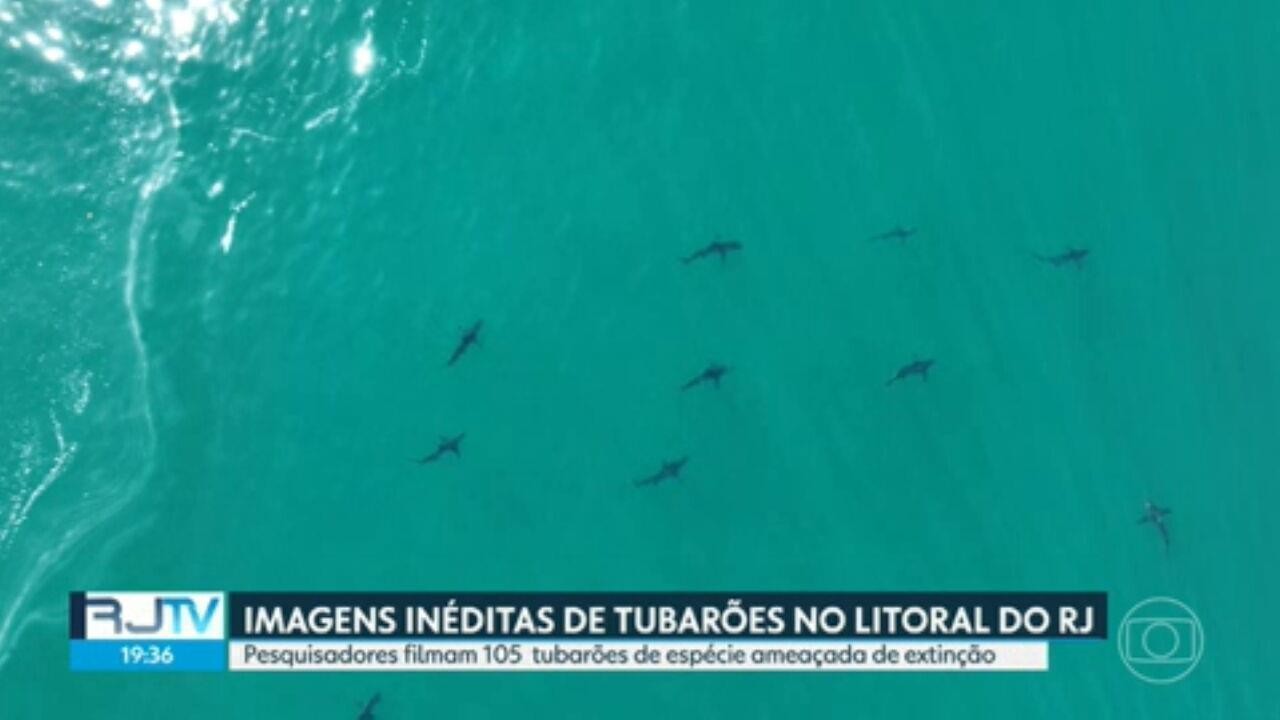 Pesquisadores filmam cardume de mais de 100 tubarões na Ilha Grande ...