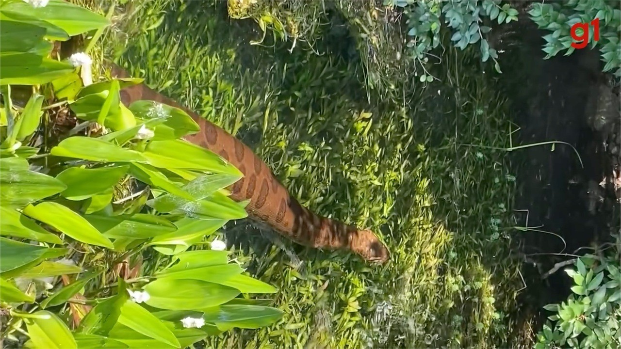 Vídeo: sucuri gigante é flagrada caçando capivara em rio de água ...
