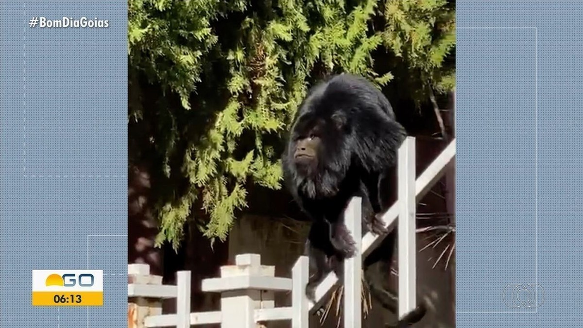 Advogado flagra macaco guariba 'passeando' por ruas de Goiânia; vídeo ...