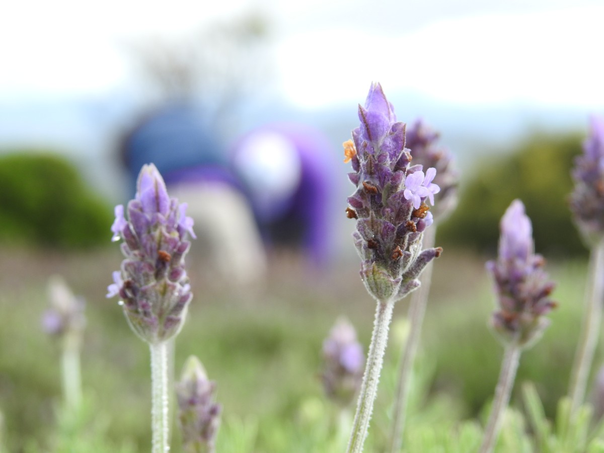 Como cultivar a lavanda? Plantio é simples e não requer muitos cuidados ...