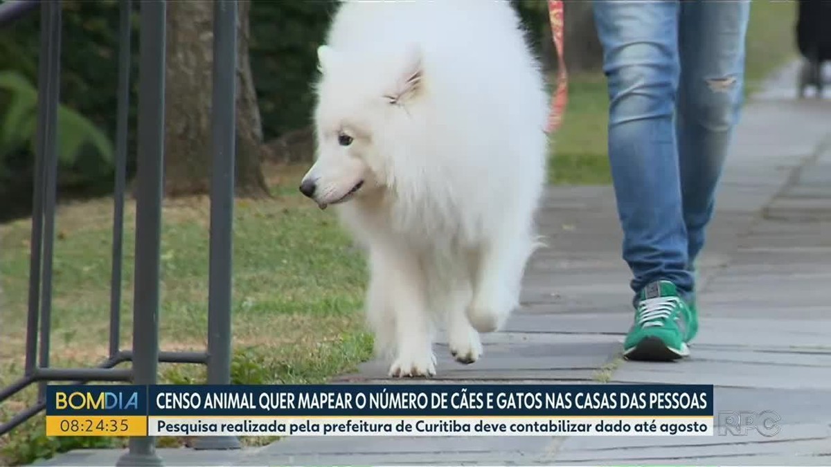 Curitiba realiza Censo Animal para mapear população de cães e gatos ...