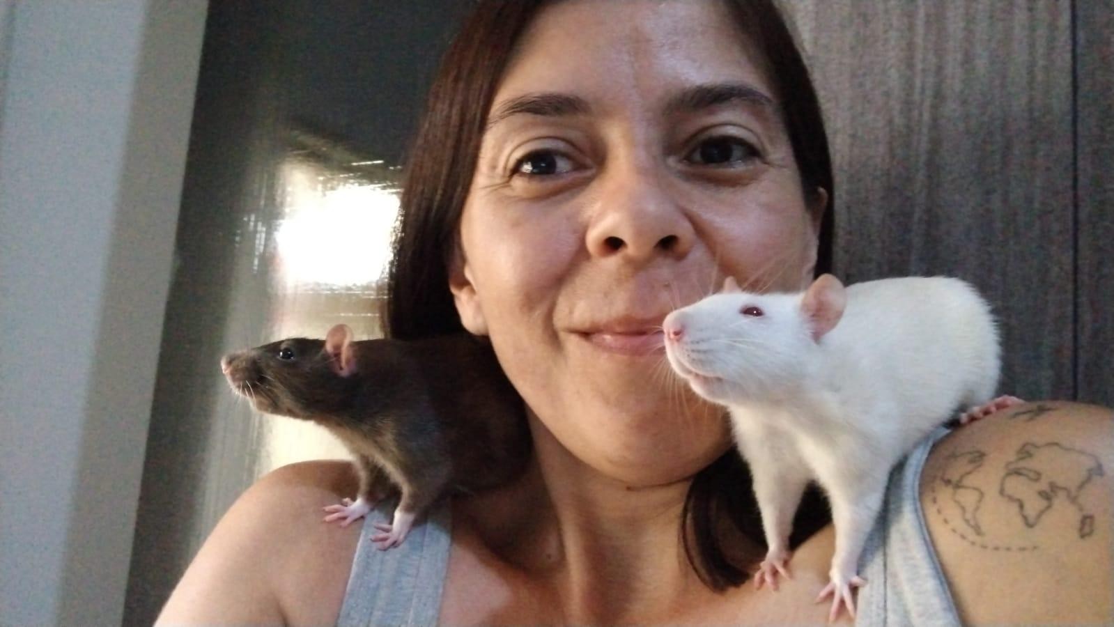 Ratos twister: você já ouviu falar? Veterinária explica sobre ...