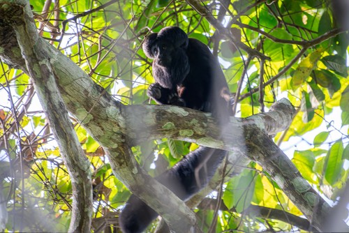 Cuxiú-preto: conheça o primata mais ameaçado da Amazônia | G1