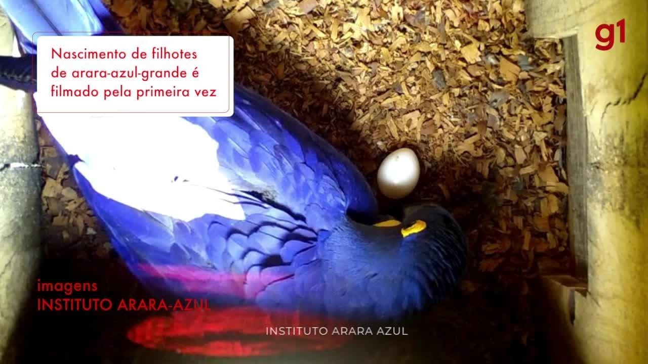 INÉDITO: nascimento de filhotes de arara-azul é registrado pela ...