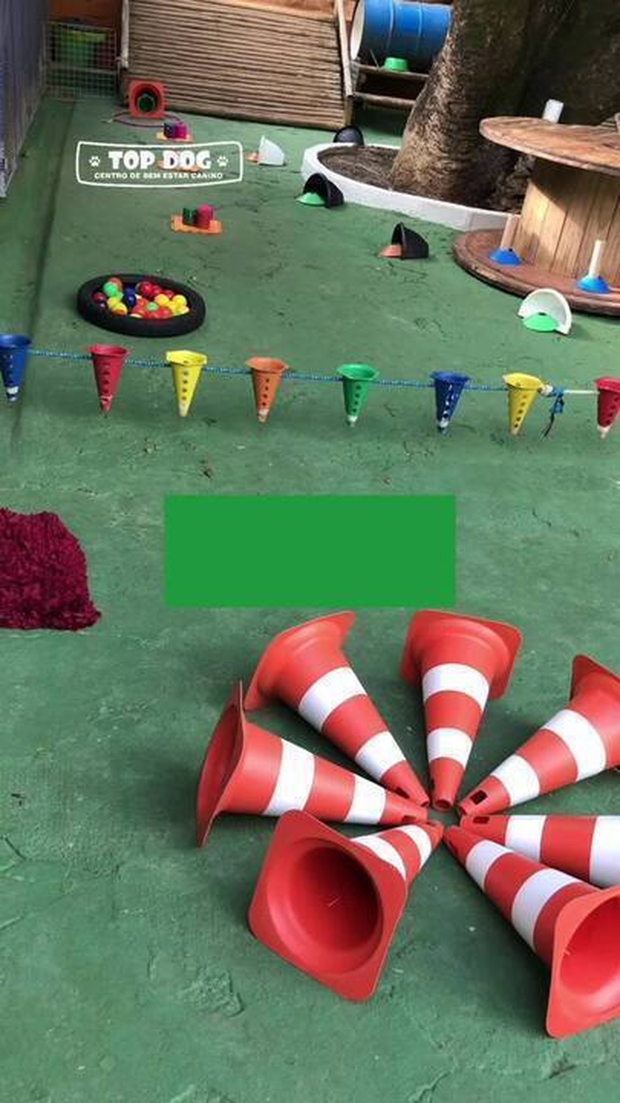 Creche para cachorro: conheça os benefícios deste serviço à saúde do ...