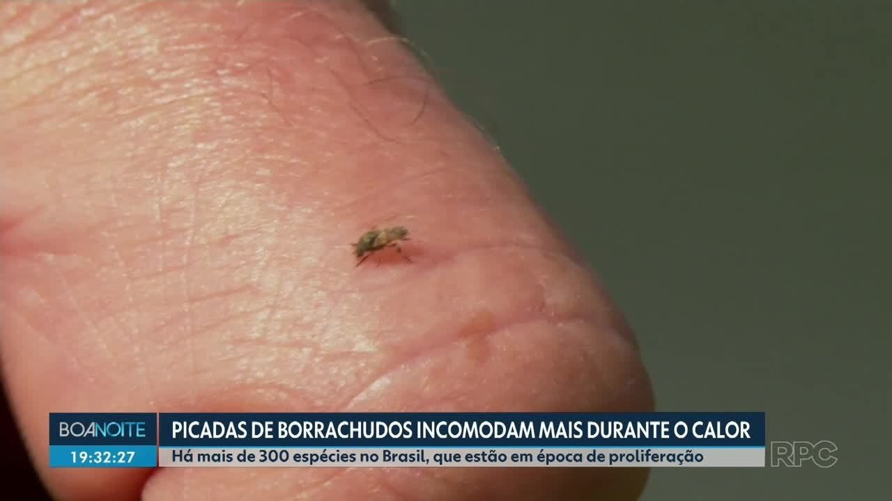 Por que picada de borrachudo dói tanto? Biólogo explica papel do inseto ...