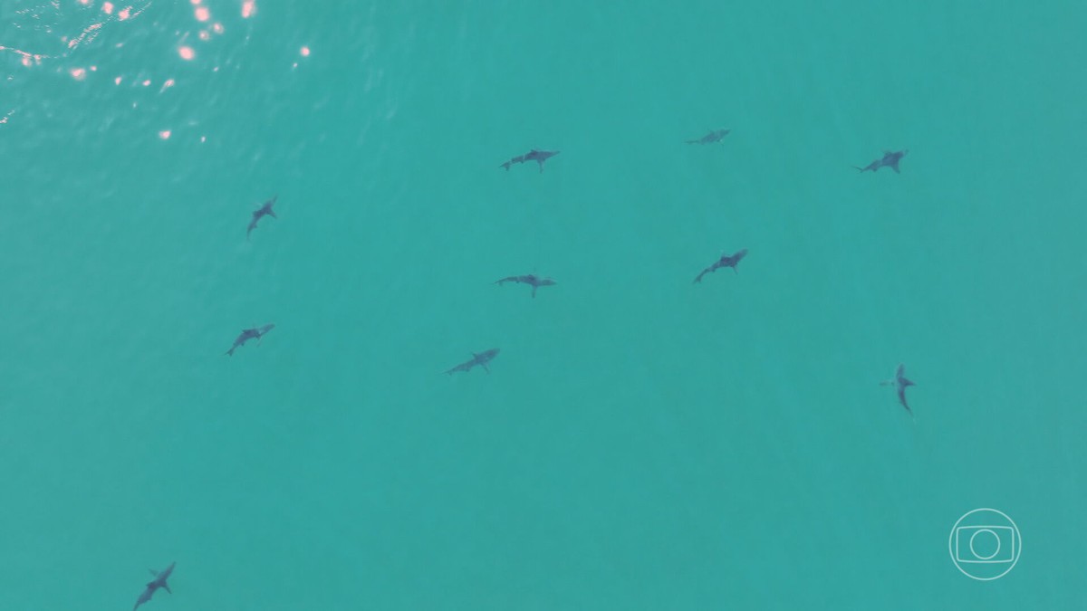 Pesquisadores registram cardume de tubarões galha-preta no litoral do ...