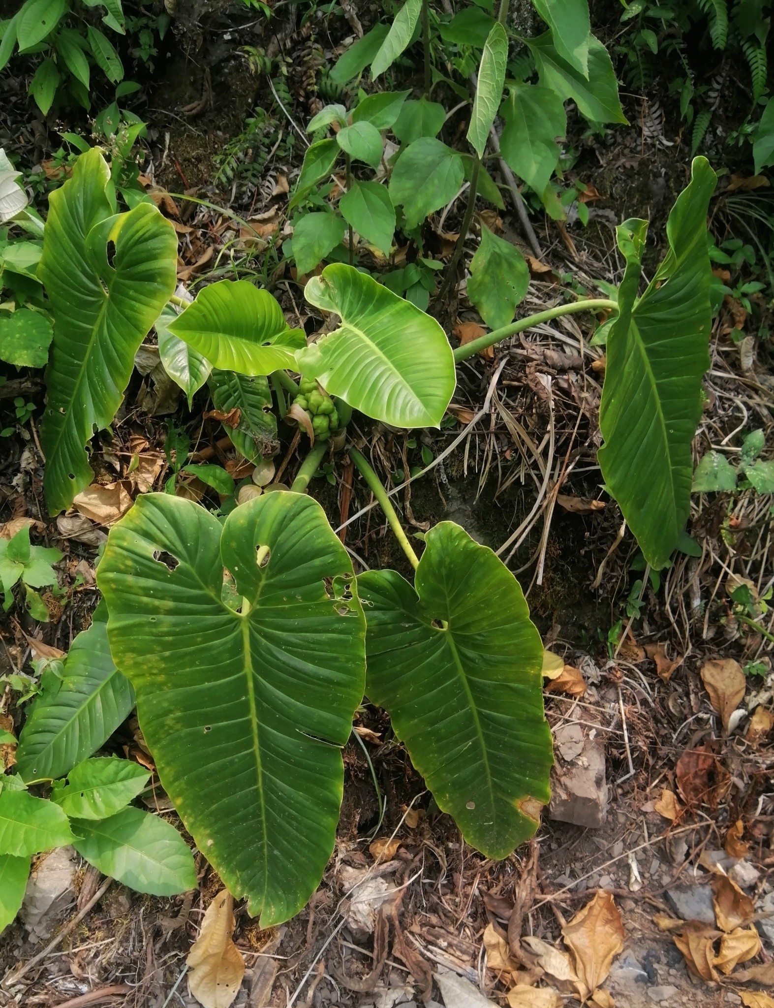 Taioba mansa x taioba brava: conheça as diferenças da planta tropical ...