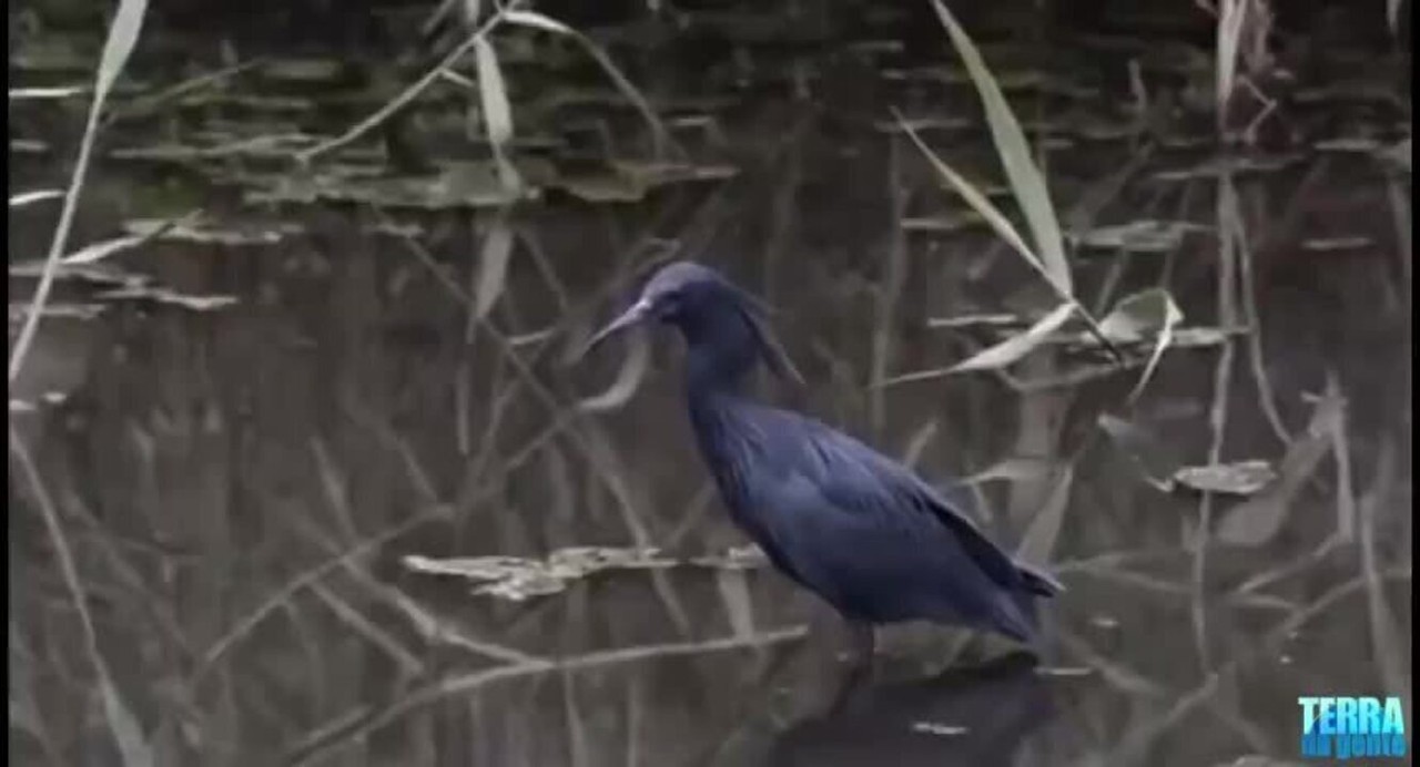 Garça-negra? Conheça a ave africana que faz ‘guarda-chuva’ com as asas ...
