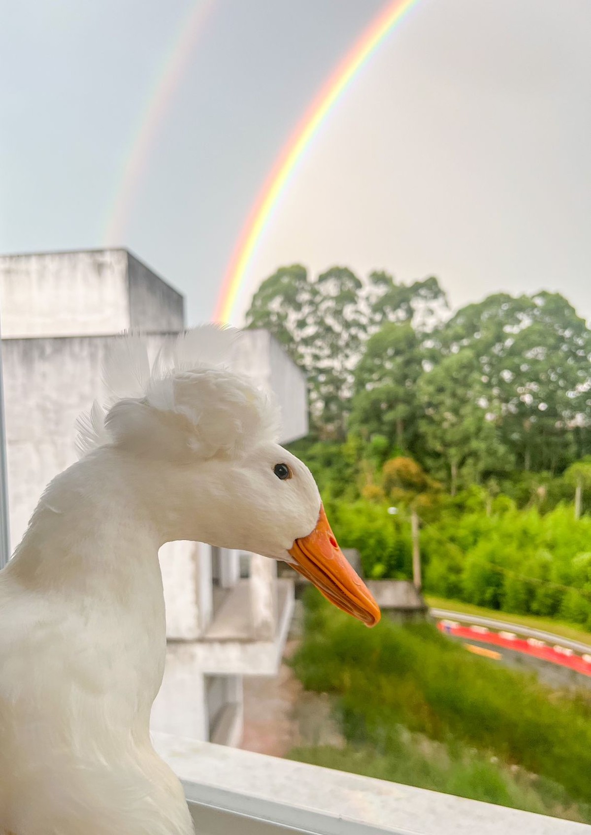 'Marreco de pompom' é amigável e pode viver até 20 anos; conheça a ...