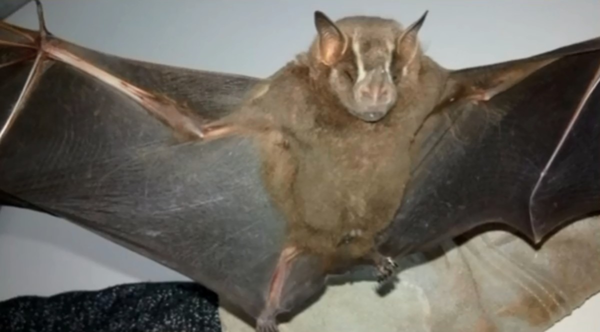 Botucatu confirma terceiro caso de raiva em morcego no ano | Bauru e ...