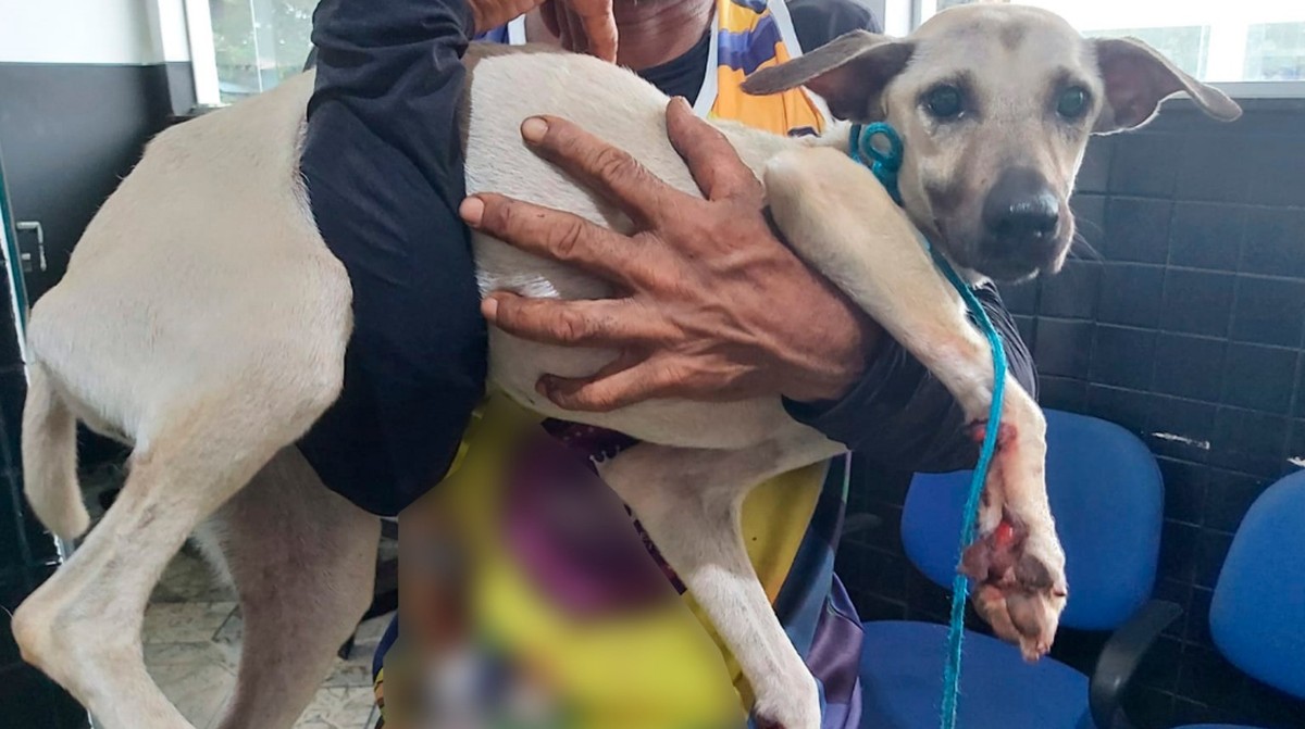 Homem amarra cão à moto e o arrasta pela rua no Marajó | Pará | G1