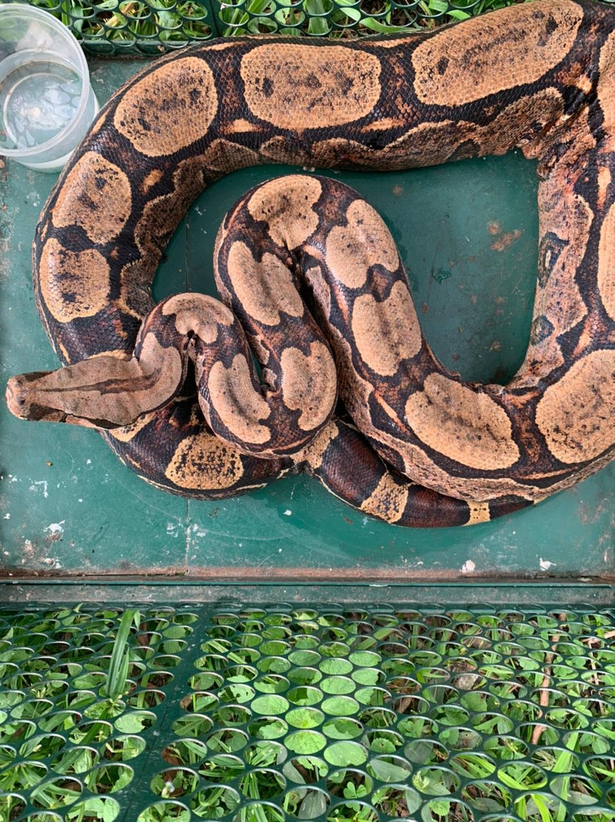 Jiboia de 3 metros e quase 30 kg resgatada em São João del Rei é ...