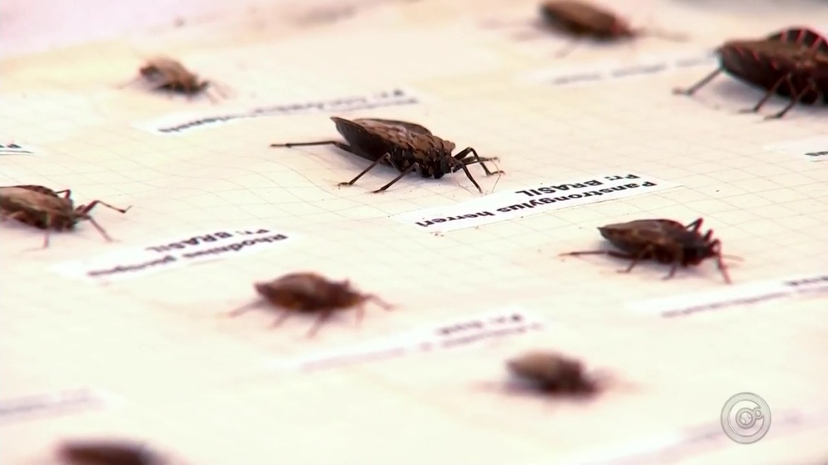 Análises laboratoriais confirmam presença de parasita da Doença de ...