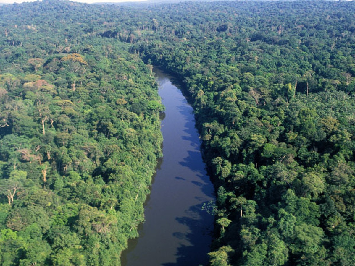 Dia da Biodiversidade: especialistas alertam sobre problemas que ...