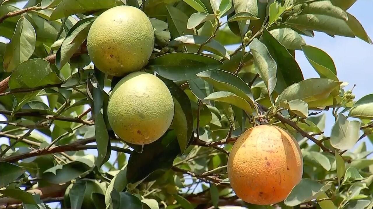 Greening avança em pomares de citros em São Paulo | Nosso Campo | G1