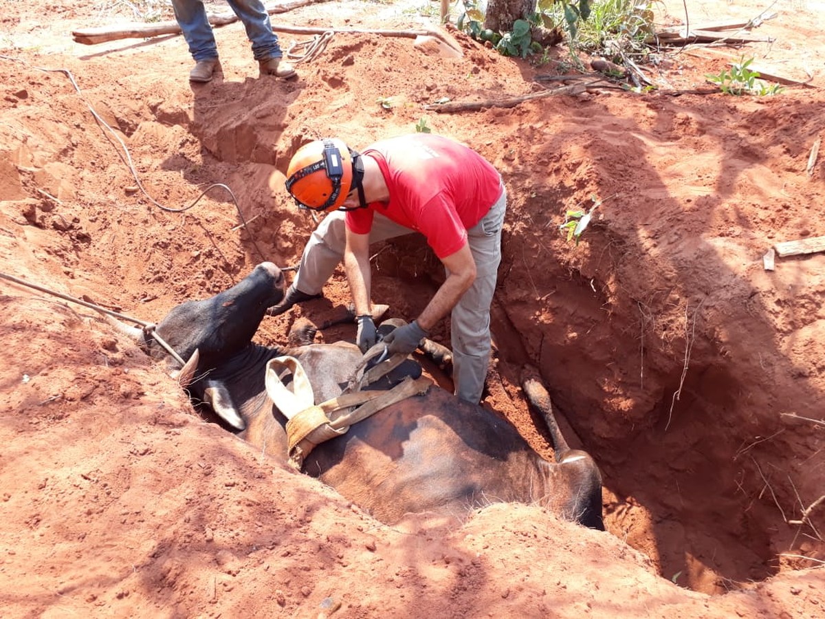 Vaca de 300 kg cai dentro de formigueiro e é resgatada por bombeiros em ...