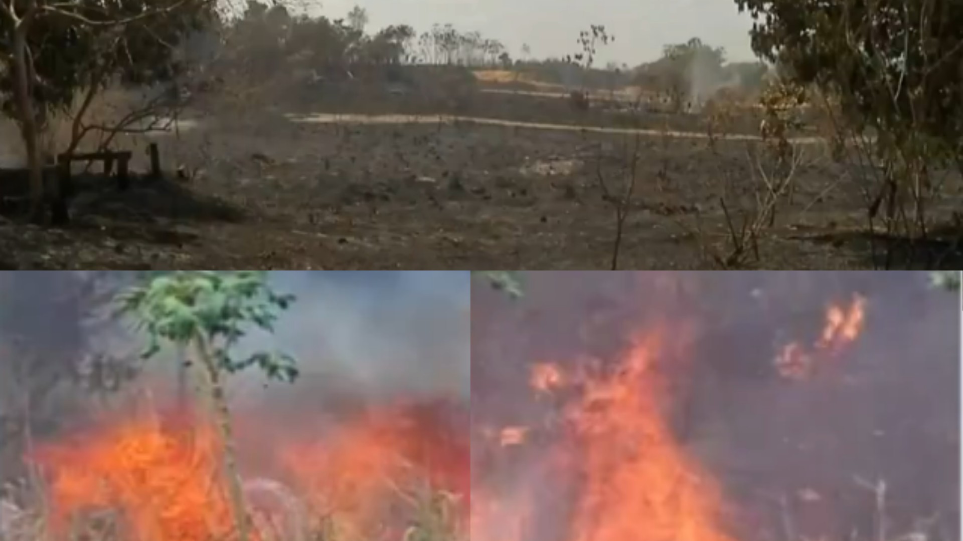 Incêndio destrói área de vegetação equivalente a 2 campos de futebol no ...