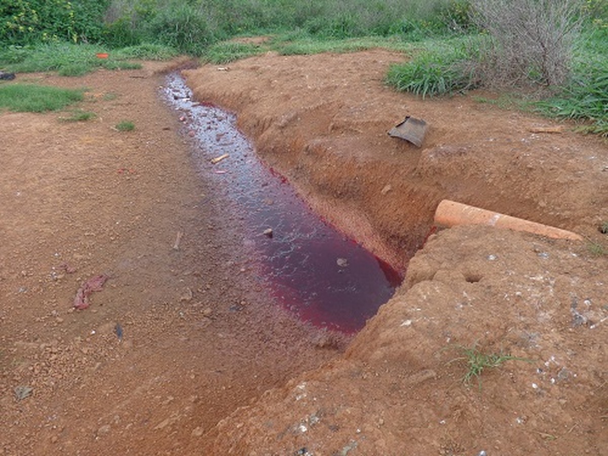 Matadouro que abate animais com marretadas nas cabeças é alvo de ação ...