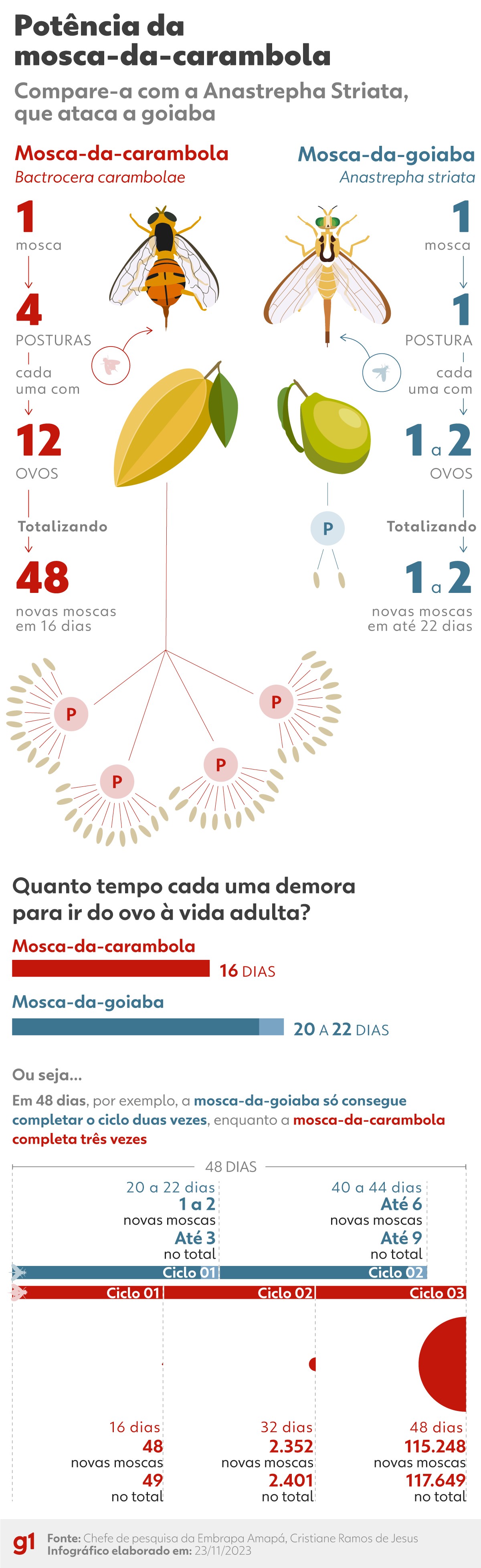Por que a 'mosca maldita' que ameaça as frutas no Brasil é uma das mais ...