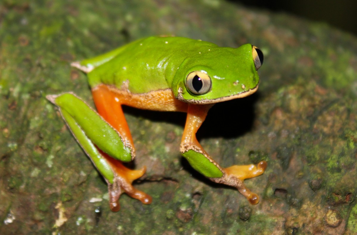 Publicação científica relata redescoberta de anfíbio desaparecido por ...