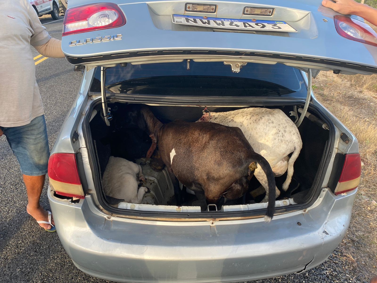 Homens são presos em flagrante suspeitos de furtar ovelhas no Cariri da ...