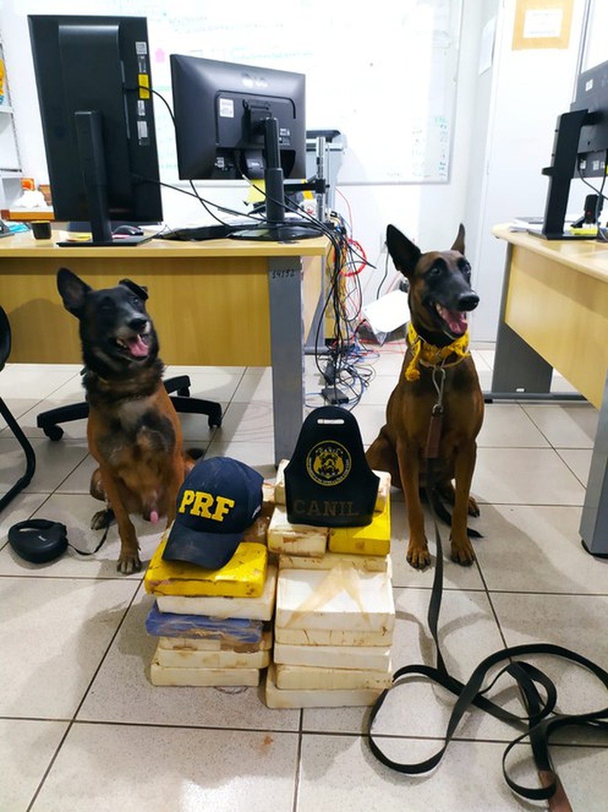 Com Auxílio De Cães Farejadores Prf Apreende 36 Quilos De Pasta Base