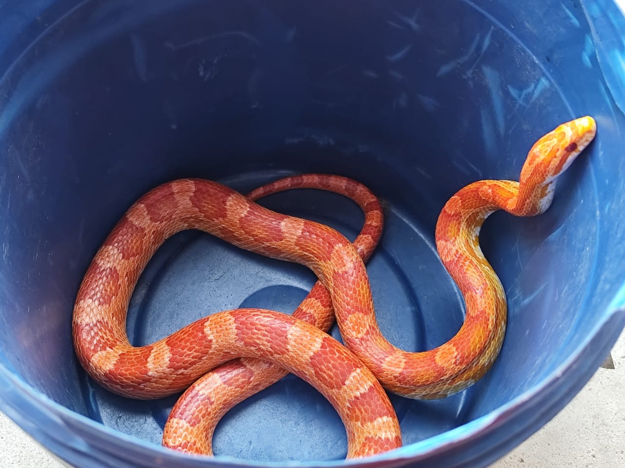 Cobra exótica dos EUA é encontrada em cima de telhado em JF