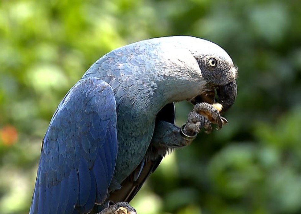 Os Animais Mais Ameaados De Extino No Brasil Uma Chamada Urgente