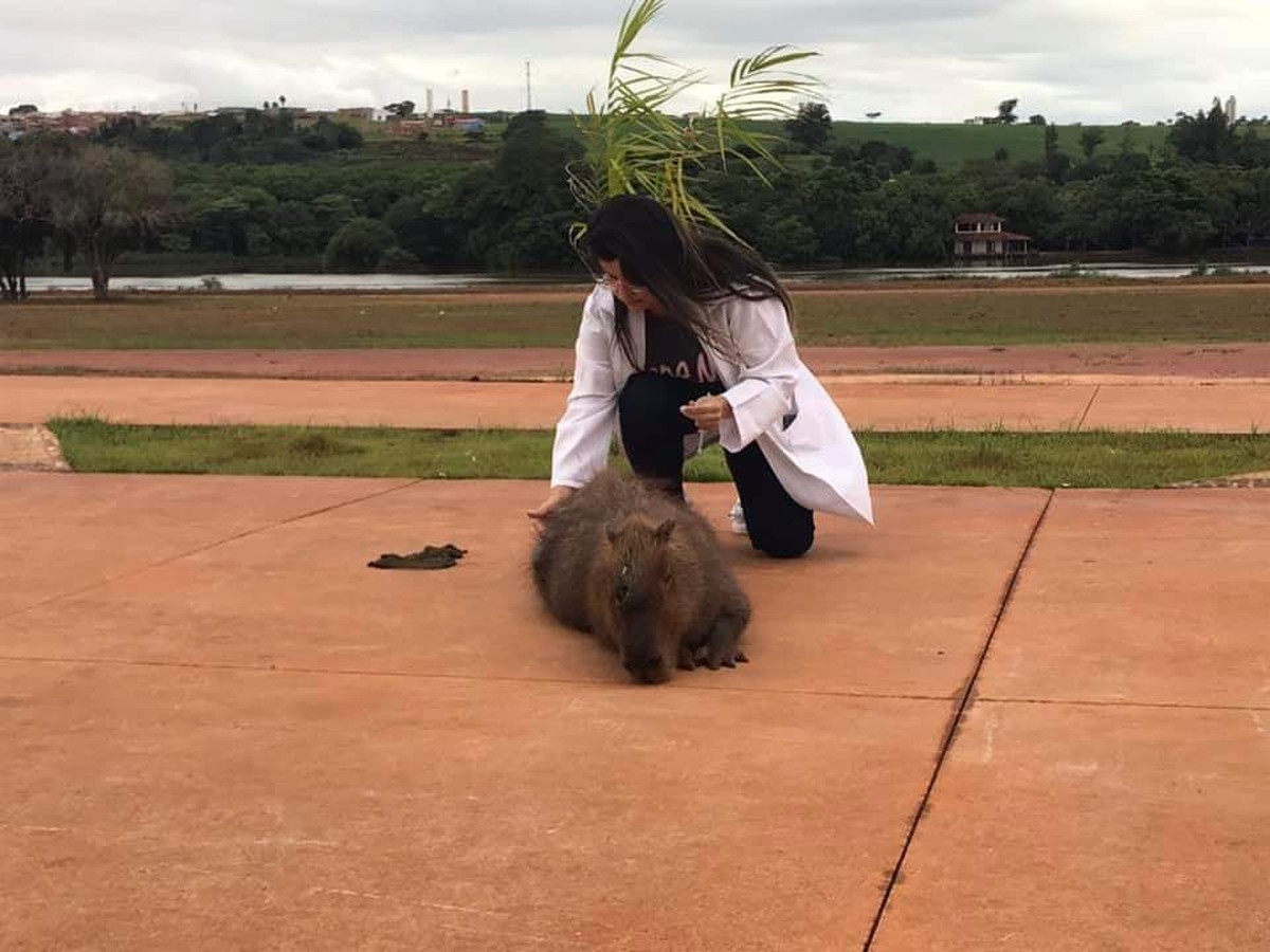 Capivara é resgatada com tiro na cabeça em Barra Bonita | Bauru e ...