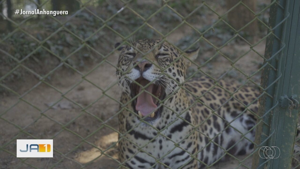 Mais de 20 onças e cachoeira: santuário de animais em Goiás abre as ...