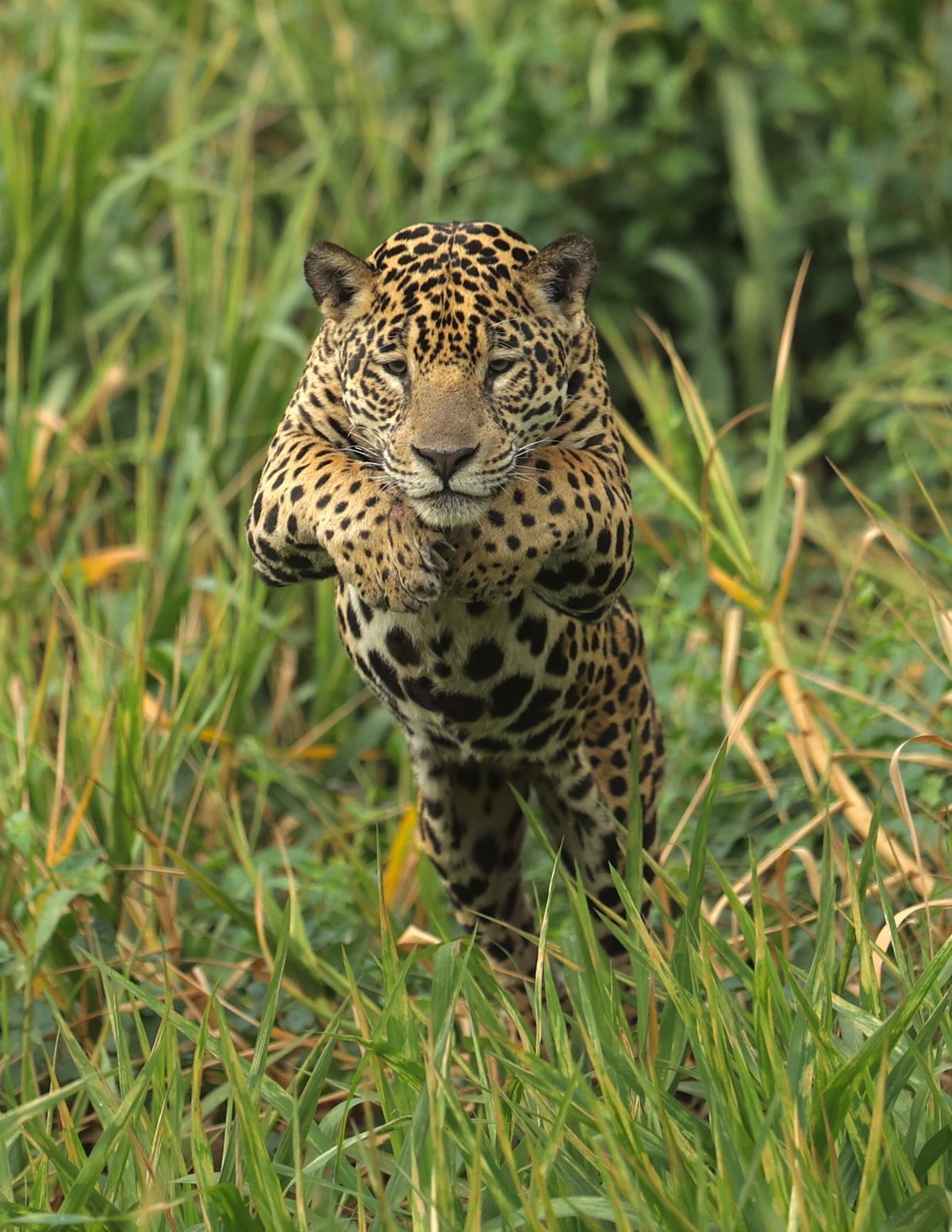 Dia da Onça-pintada: Maior felino das Américas atrai turistas do mundo ...