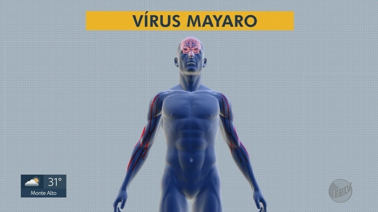 Estudo da USP de Ribeirão Preto aponta circulação do vírus mayaro no ...