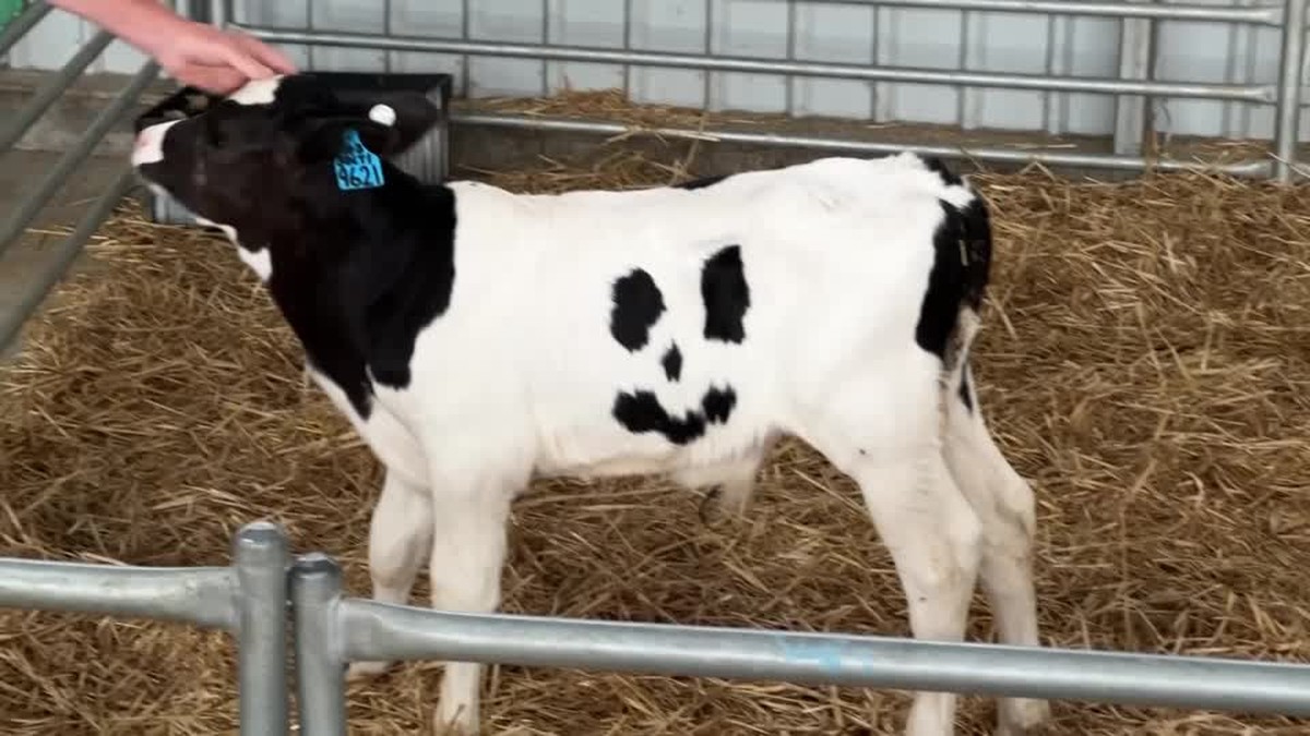 Bezerro nasce com manchas em forma de 'rosto sorridente' e vira animal ...