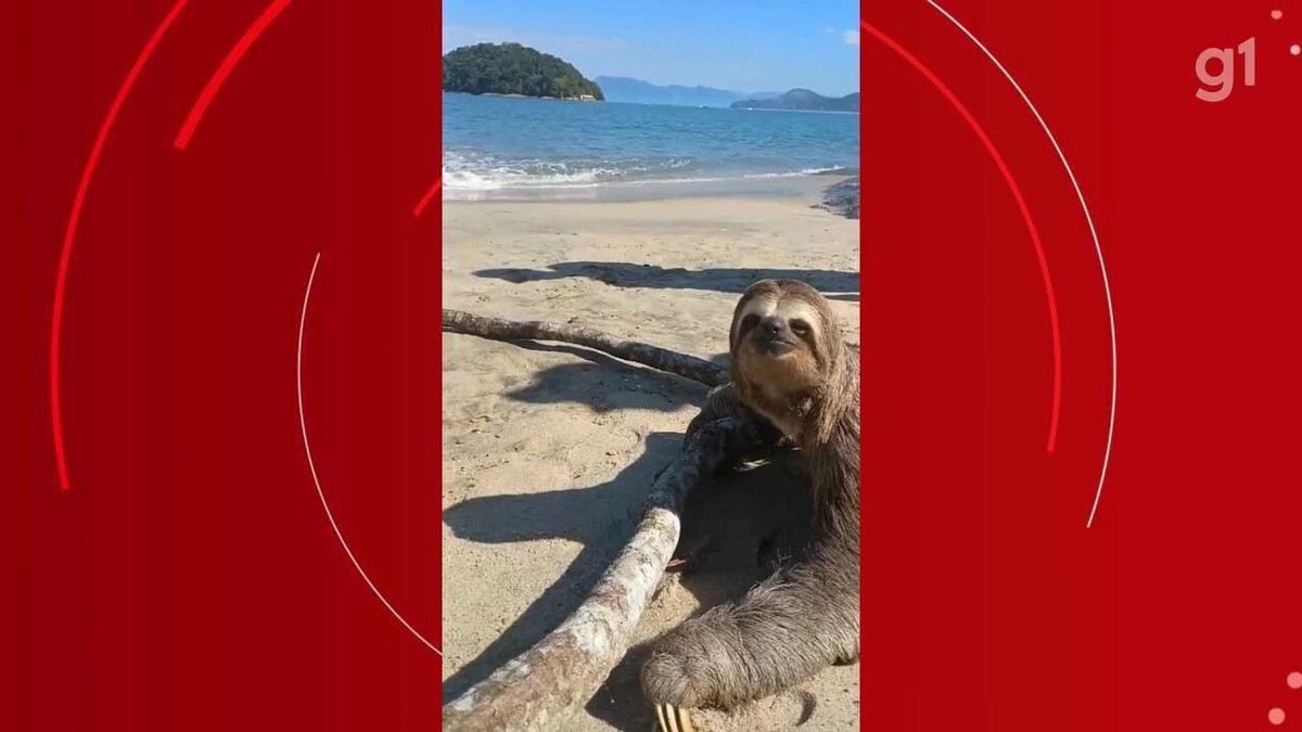 Com quase 30°C no inverno, bicho-preguiça é encontrado em praia no ...