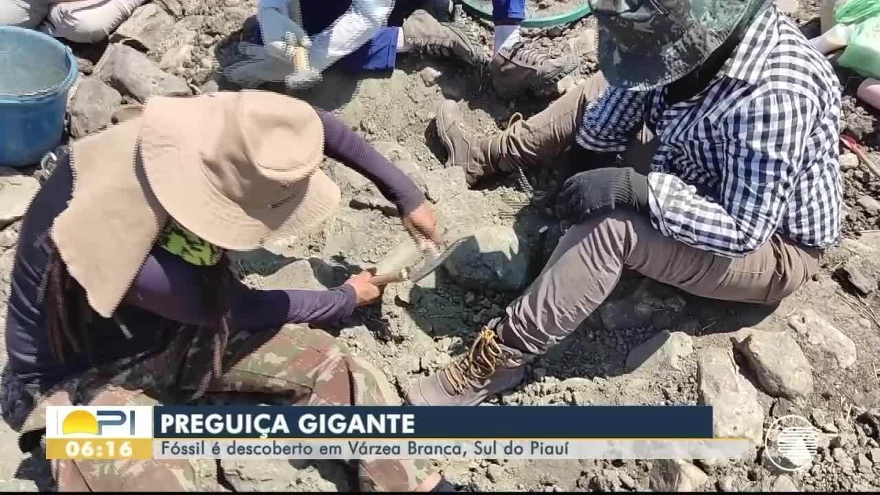 Fóssil de preguiça-gigante é encontrado em Várzea Branca, no Sul do PI ...