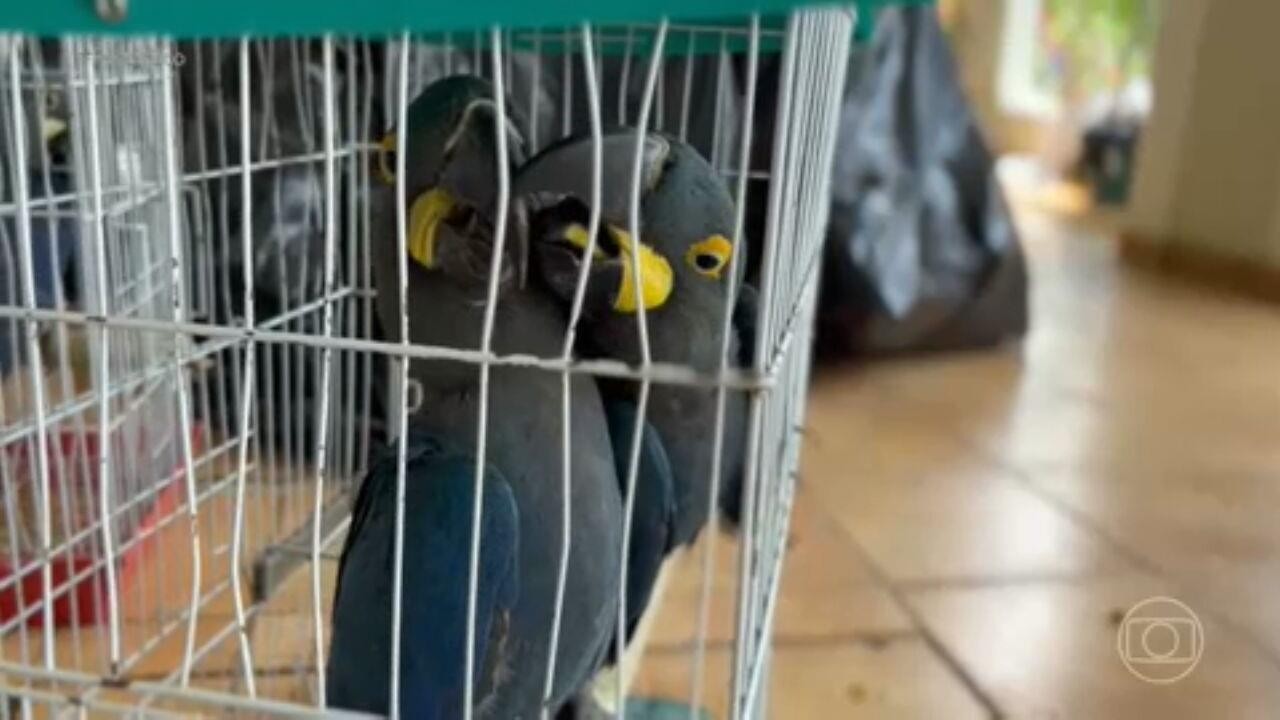 Casos recentes de tráfico internacional de animais silvestres reacendem ...