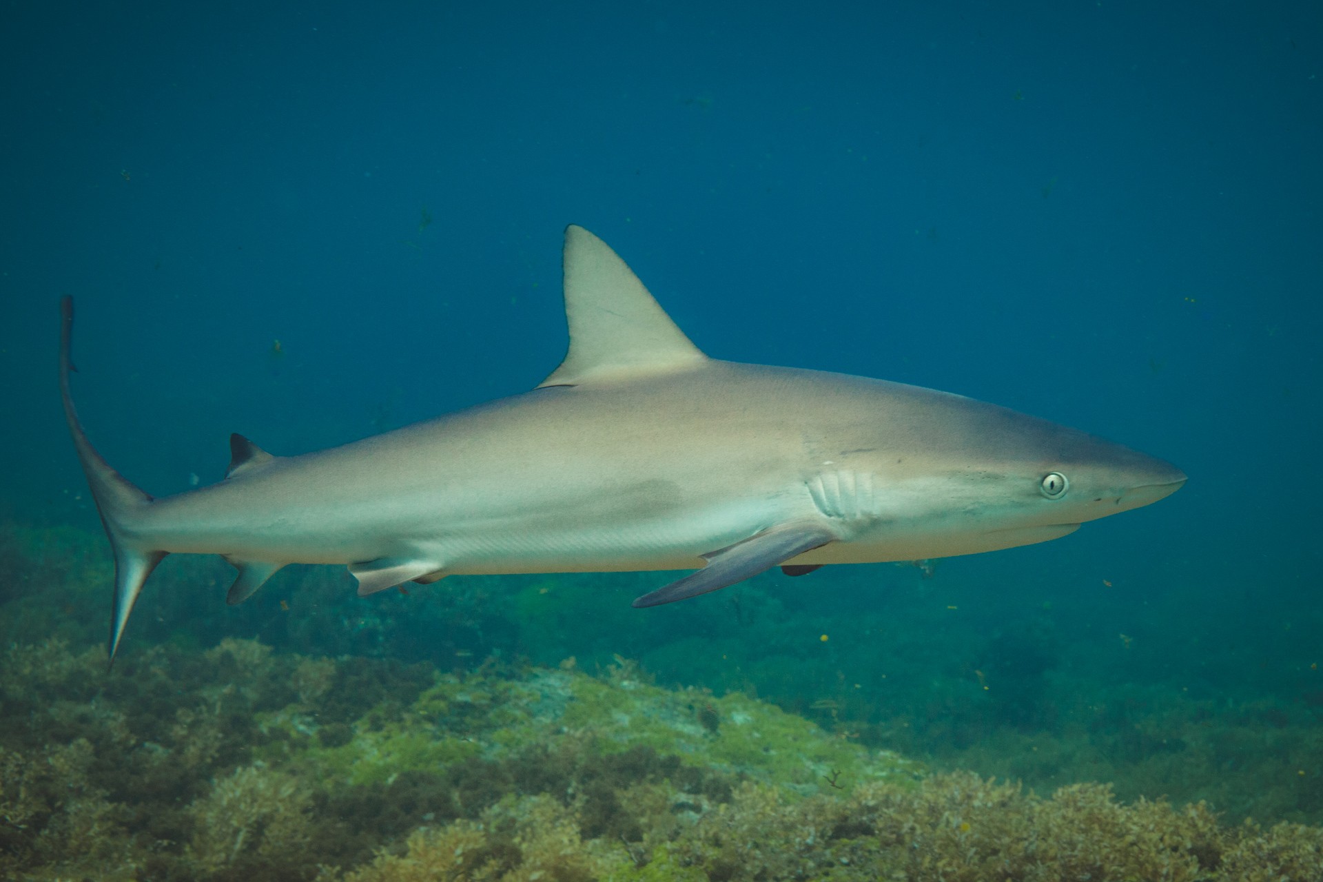 Curso sobre tubarões tem inscrição gratuita em Fernando de Noronha ...