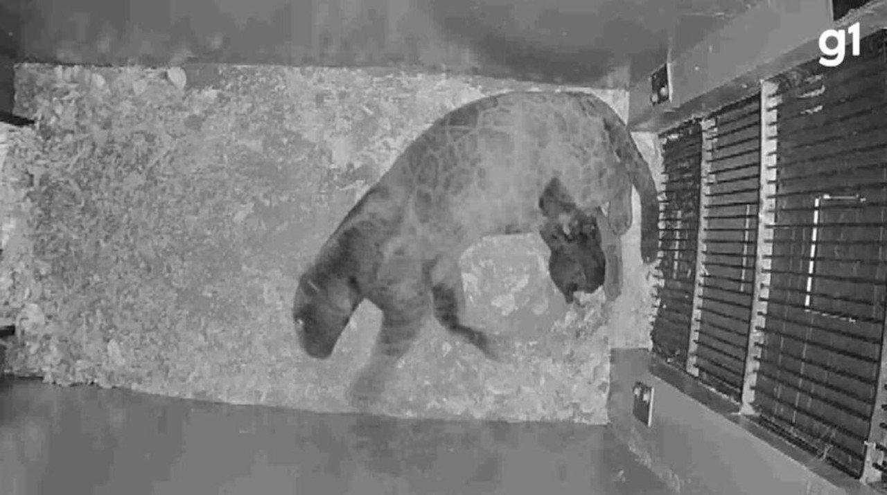 Filhotes de onça-pintada nascem em refúgio mantido pela Itaipu; VÍDEO | G1