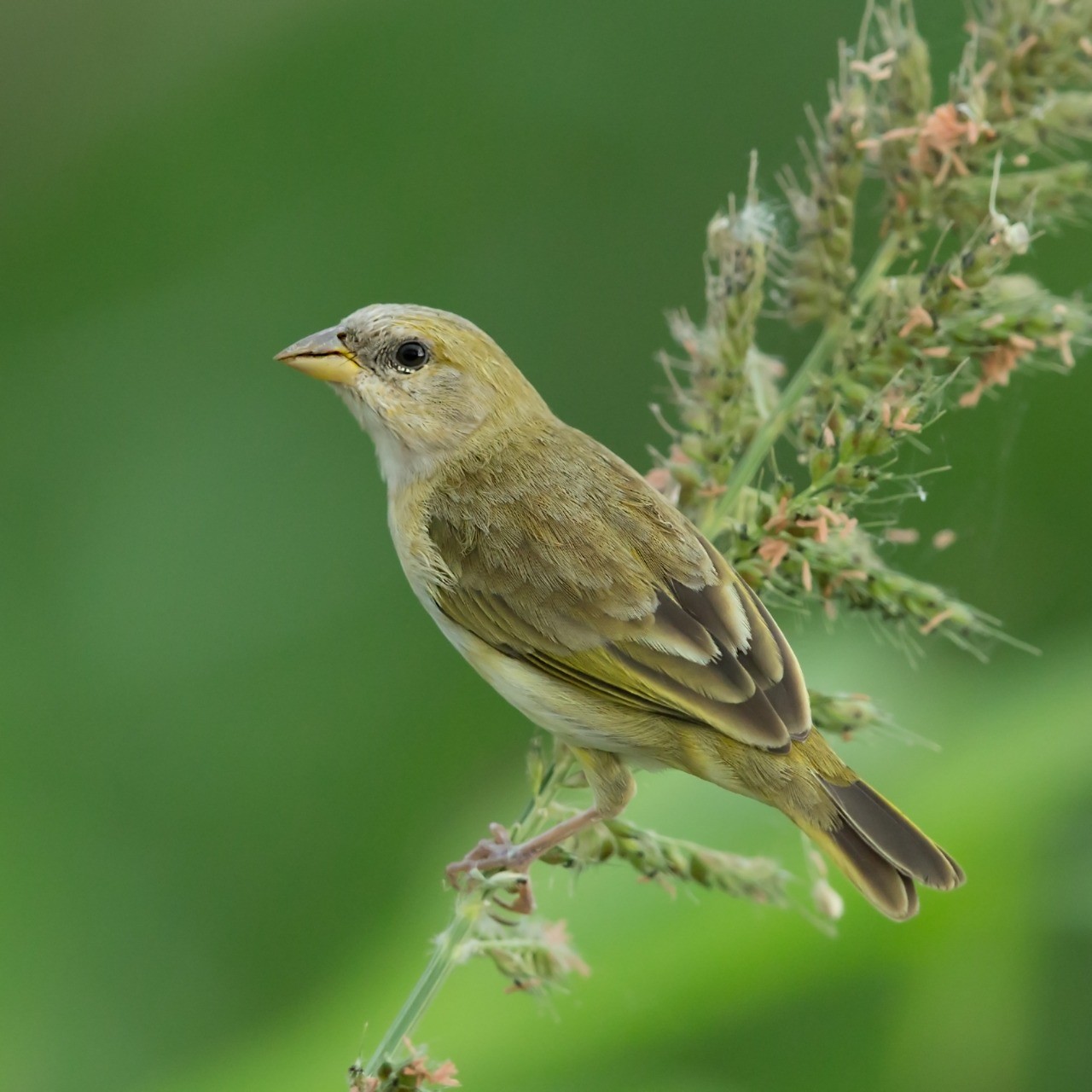 Conheça as espécies de canário que vivem no Brasil | Terra da Gente | G1