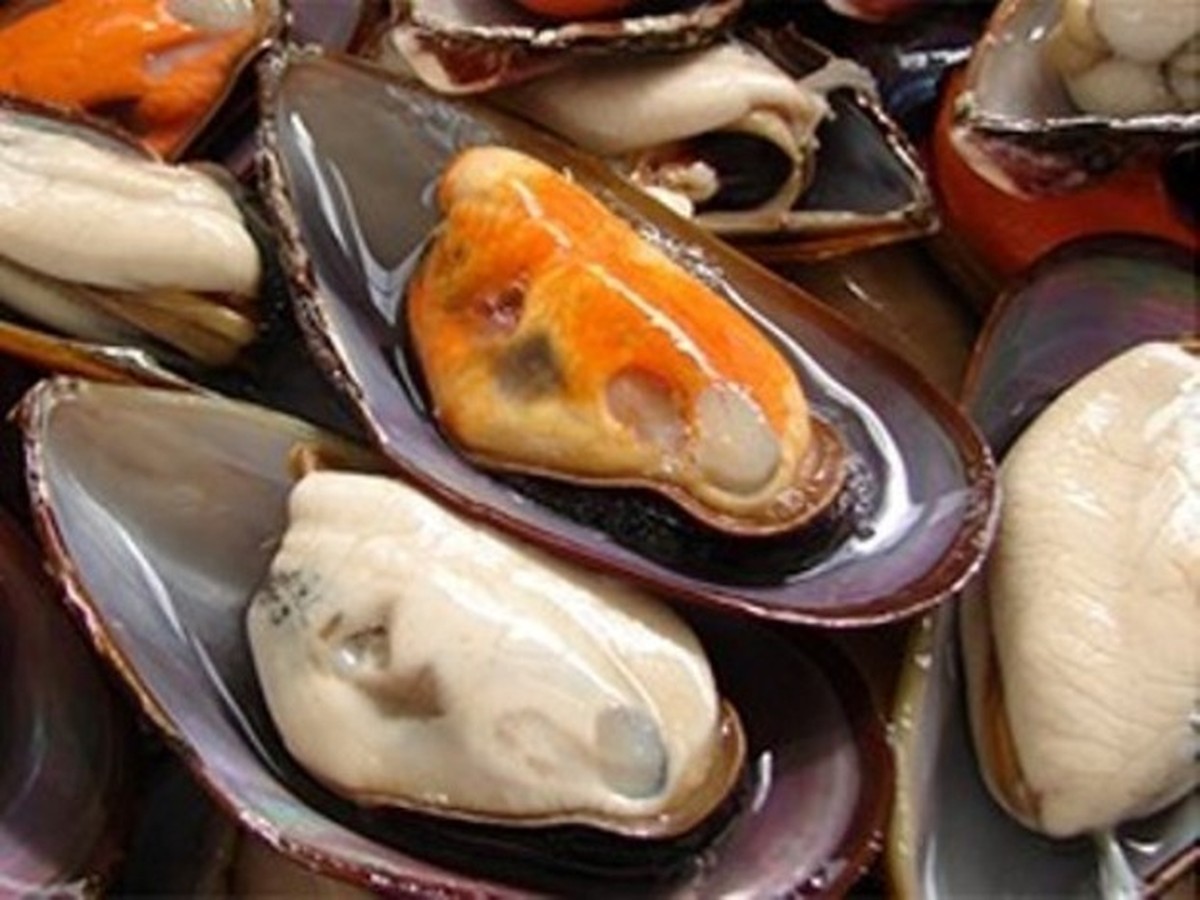 São Sebastião alerta comunidades para o período de defeso do mexilhão ...