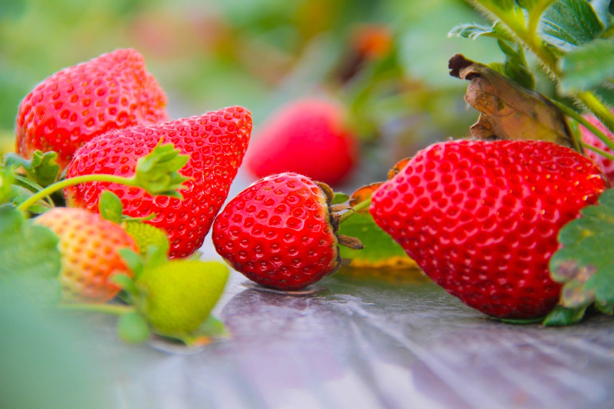 Atibaia recebe título de Capital Nacional do Morango | Vale do Paraíba ...