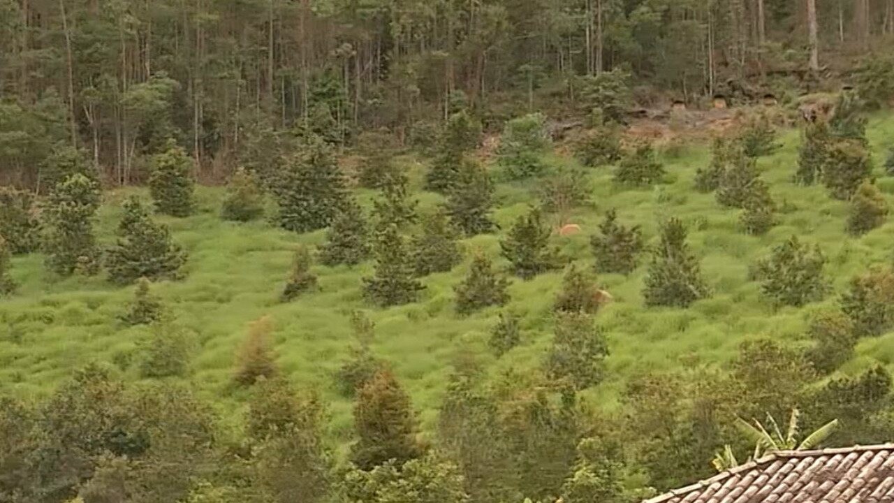 Produtores do Alto Tietê cultivam alimentos a partir da preservação da ...