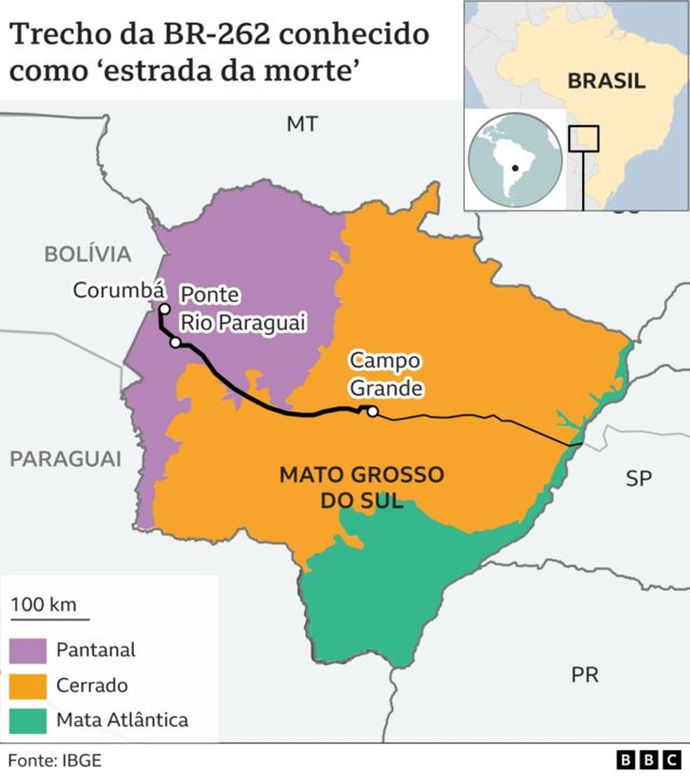 Trecho da BR-262 é considerado o que mais mata animais silvestres por ...